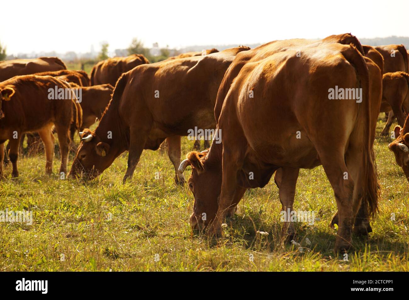 In the middle of a herd of cows. Limousine breed cows Stock Photo - Alamy