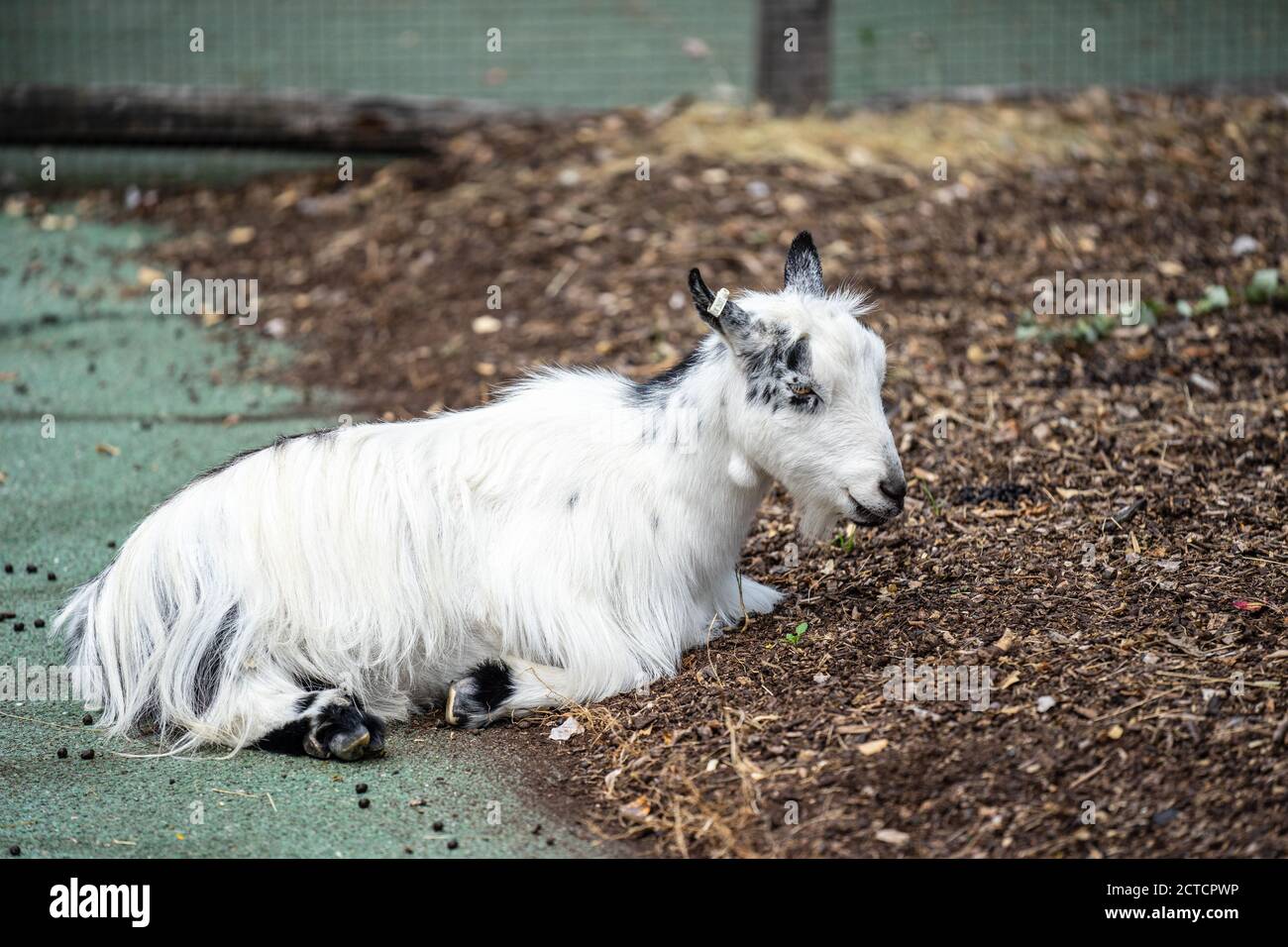 American Pygmy is an American breed of achondroplastic goat Stock Photo ...