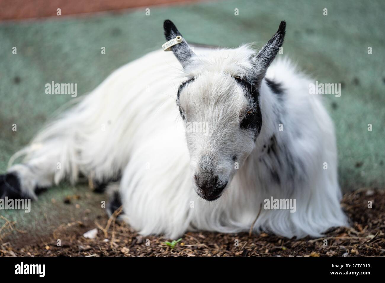 American Pygmy is an American breed of achondroplastic goat Stock Photo ...