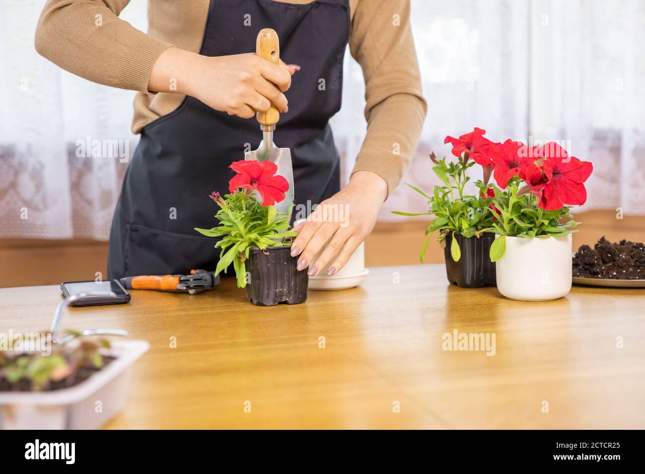 Close-up of the hands of a housewife digging a flower out of a pot ...