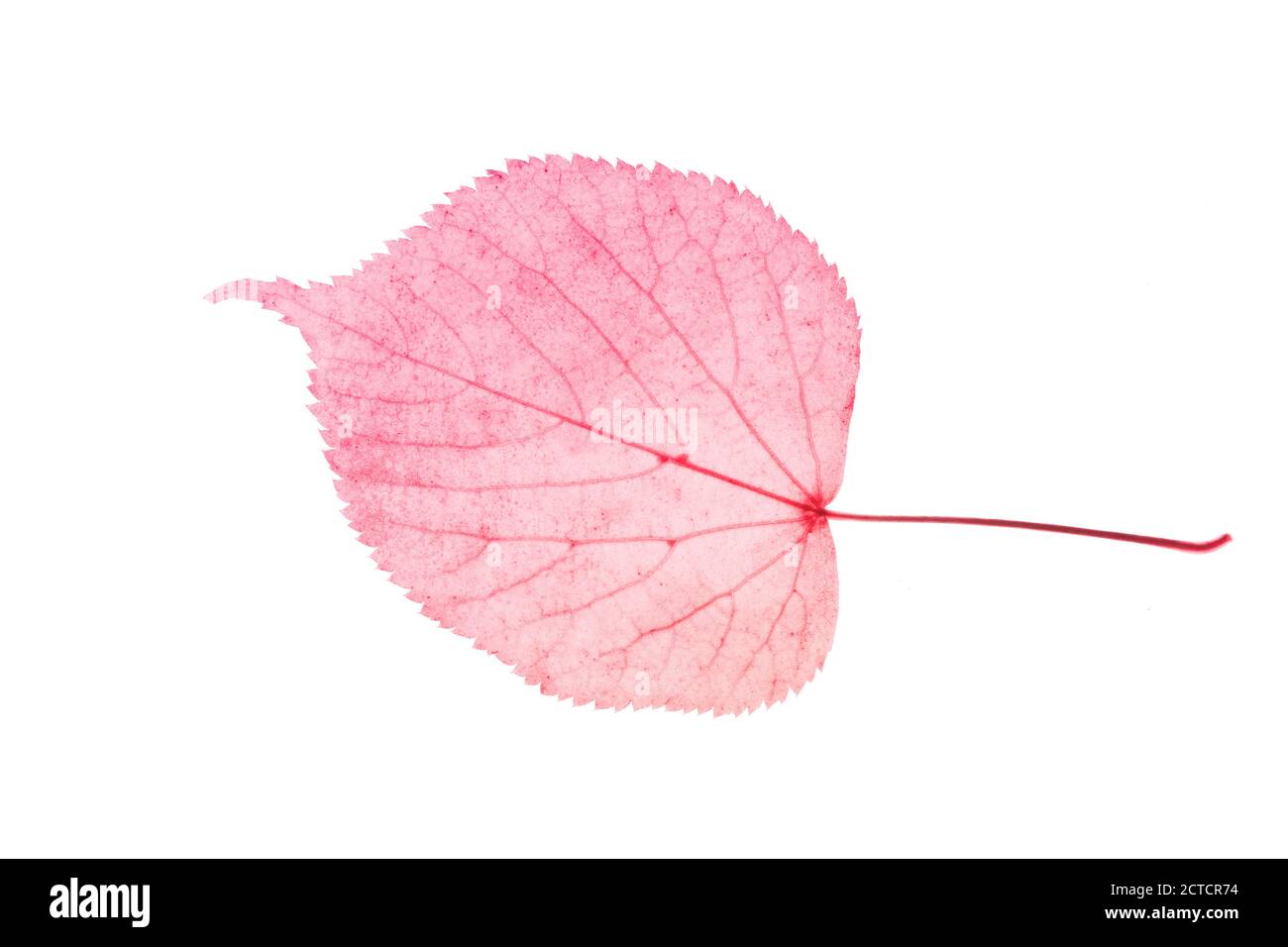 beautiful red leaf isolated on a white background Stock Photo - Alamy