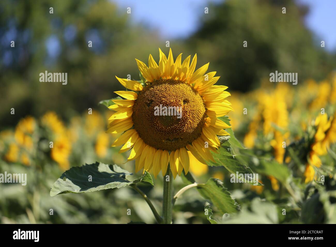 Sunflower with eyes, nose, and mouth carved on it, the depiction of an ...