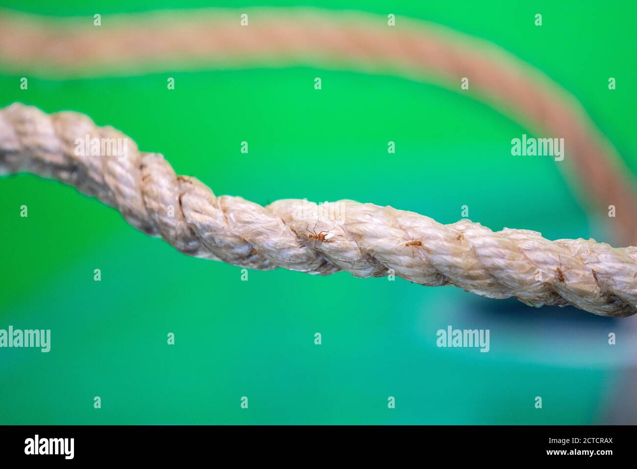 Leafcutter ants, a non-generic name, are any of 47 species of leaf ...