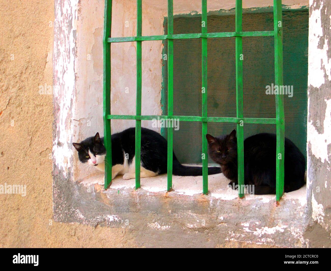 Two cats on a window Stock Photo - Alamy