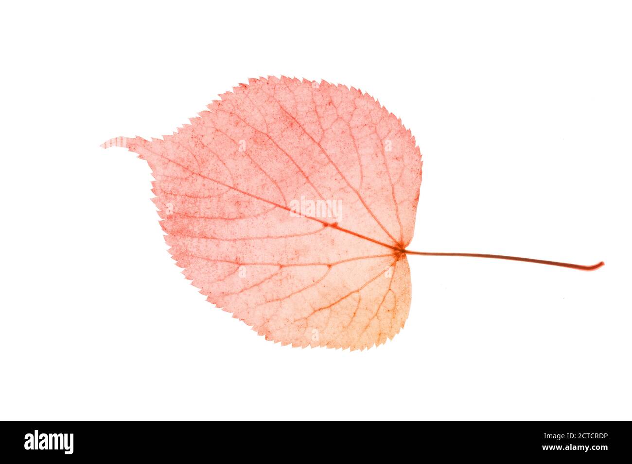 beautiful colored leaf isolated on white background Stock Photo - Alamy