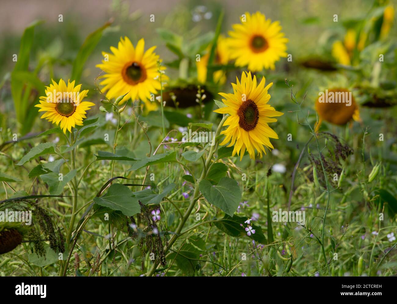 Closeup shot of beautiful sunflowers growing in the field Stock Photo ...