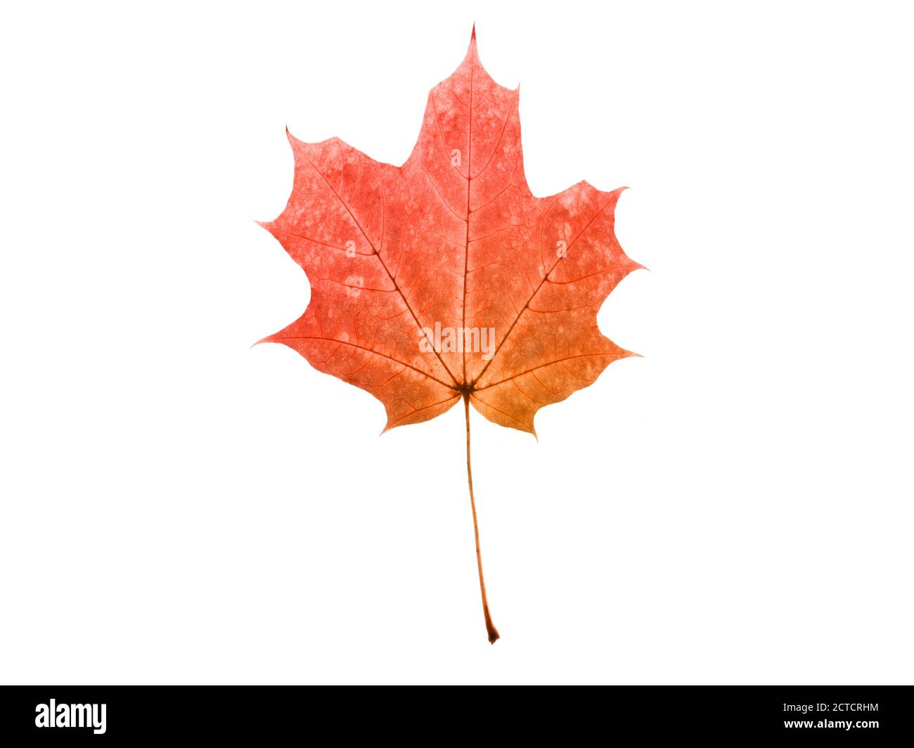 beautiful colored leaf isolated on white background Stock Photo - Alamy