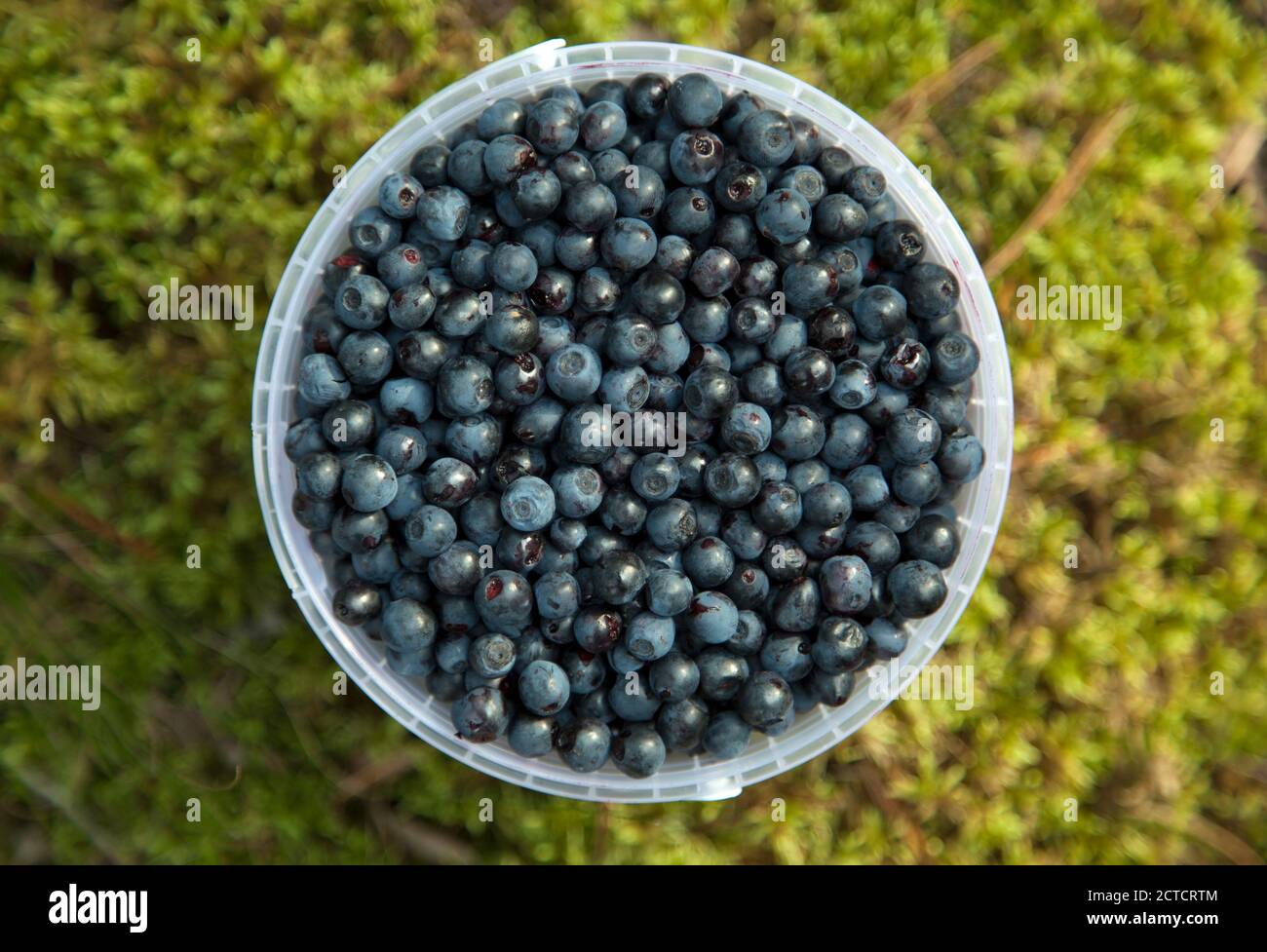 The close-up view of a bucket full of blueberries in Lithuania's forest ...