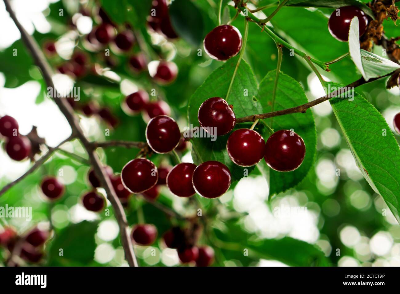 Red cherry berries on a tree branch close-up Stock Photo - Alamy