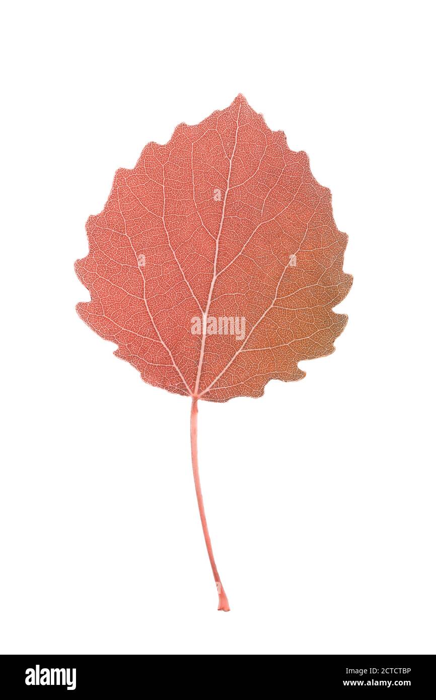 beautiful colored leaf isolated on white background Stock Photo - Alamy