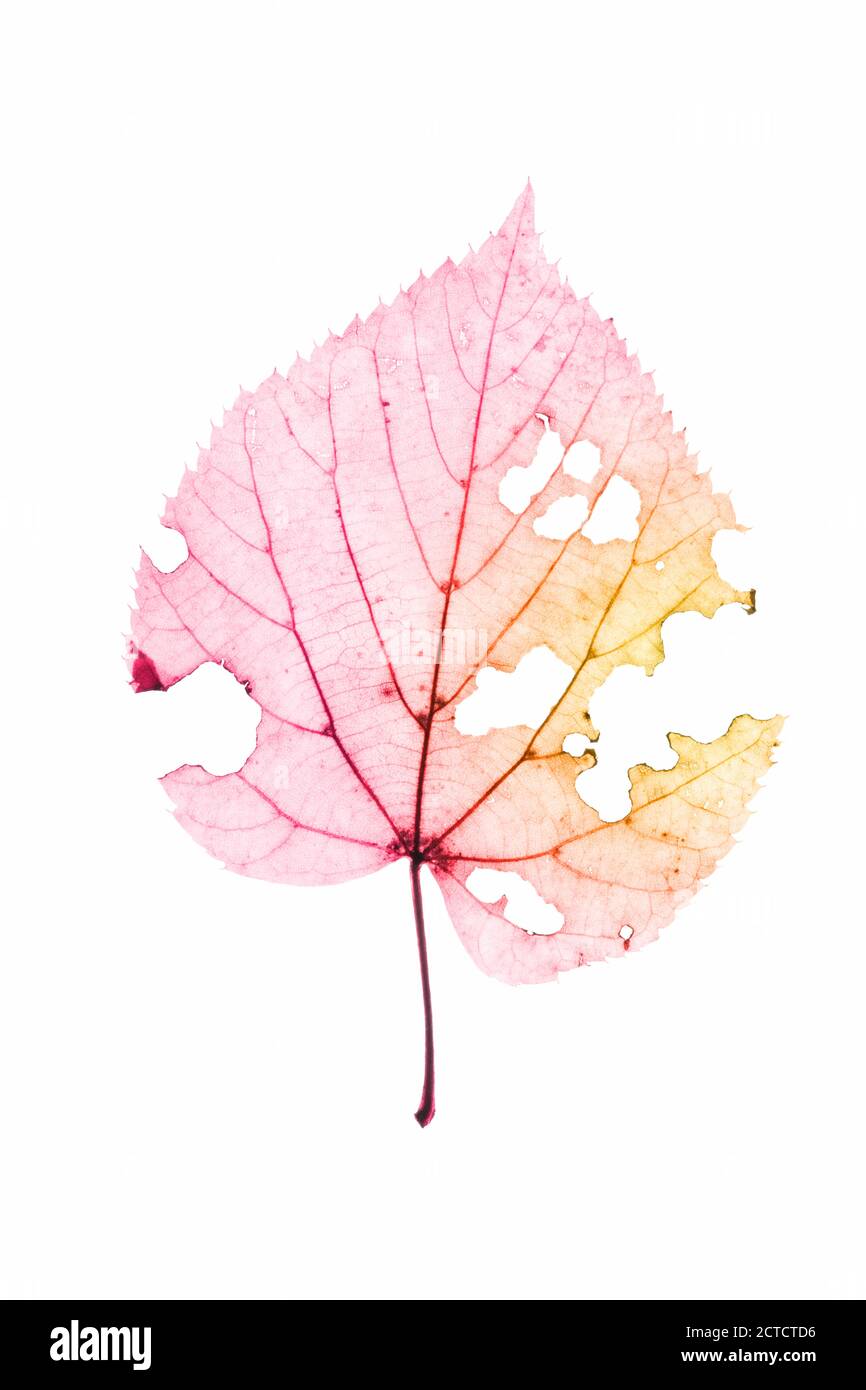 beautiful colored leaf isolated on white background Stock Photo - Alamy