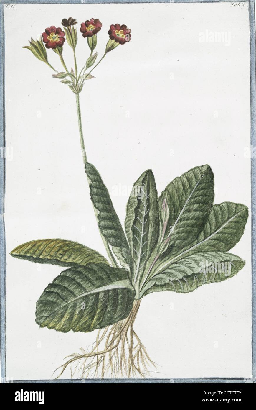 Flore rubro hi-res stock photography and images - Alamy