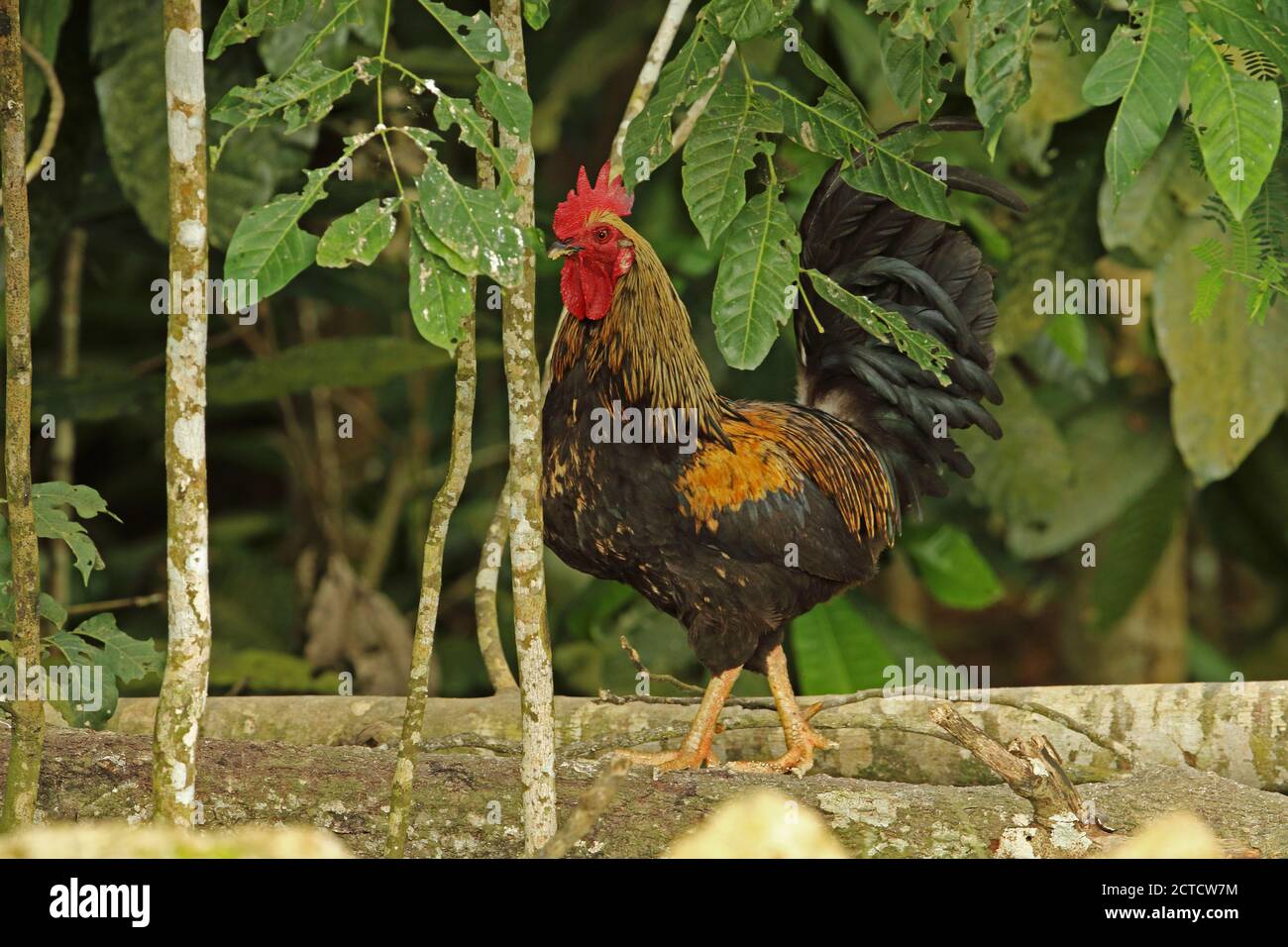Feral Chicken / Red Junglefowl (Gallus gallus) male of feral population ...