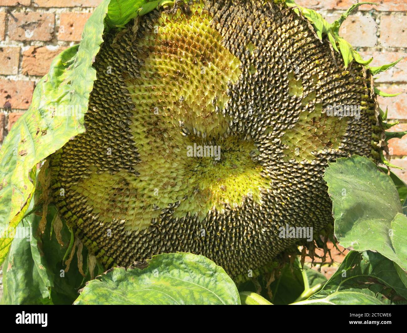 A giant sunflower head full of dried seeds in their hulls, some of ...