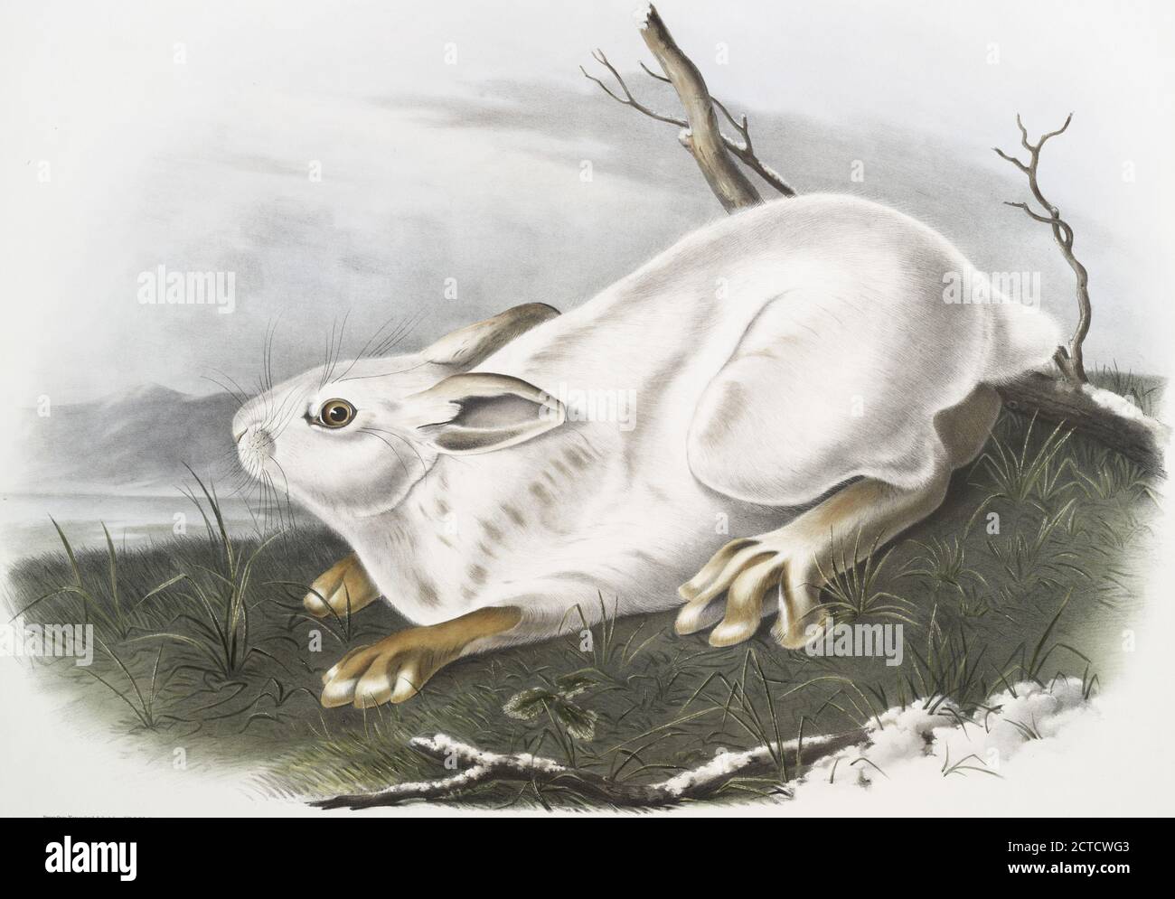 Northern hare natural size winter hi-res stock photography and images ...