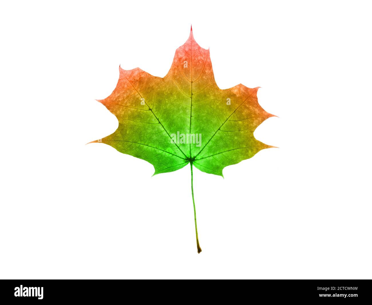 Red and green leaf Cut Out Stock Images & Pictures - Alamy