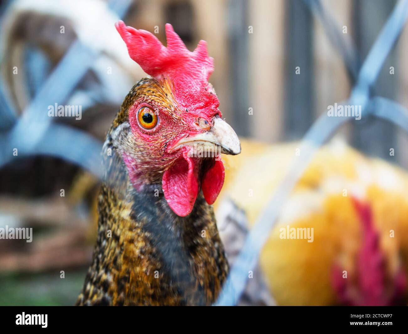 Vintage chicken coop hi-res stock photography and images - Alamy