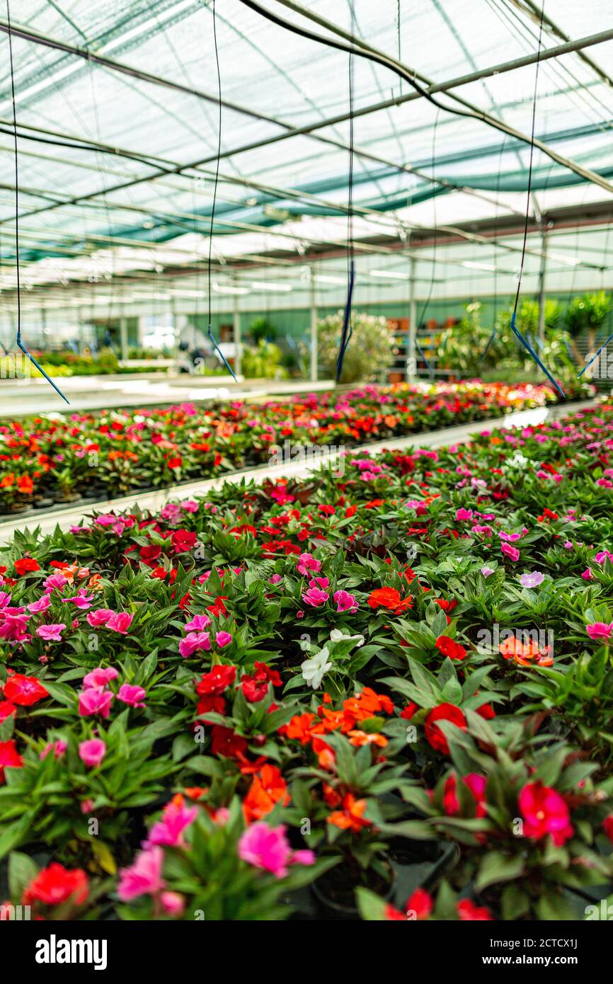 Growing for sale hi-res stock photography and images - Alamy