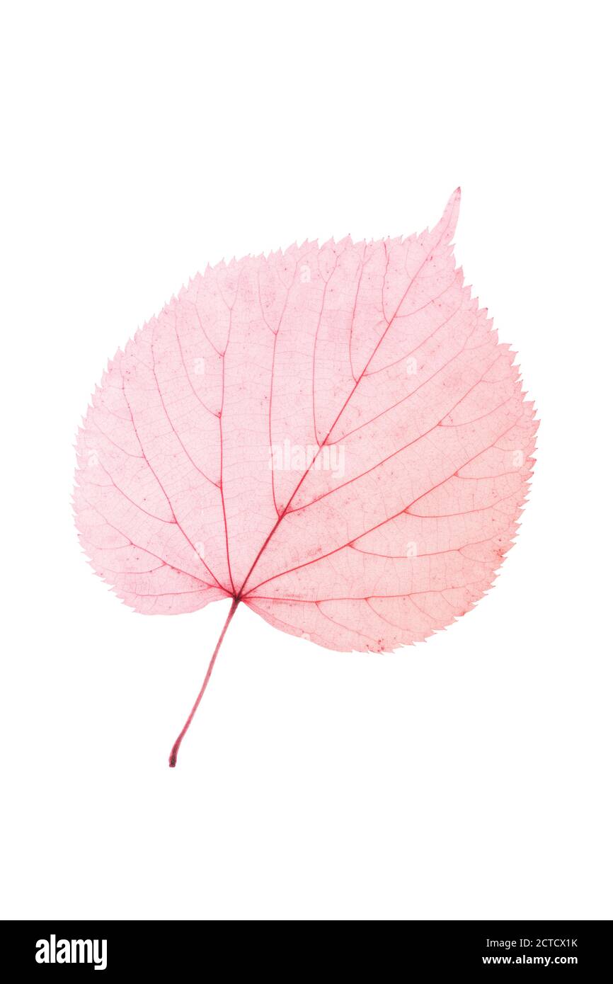 beautiful red leaf isolated on a white background Stock Photo - Alamy