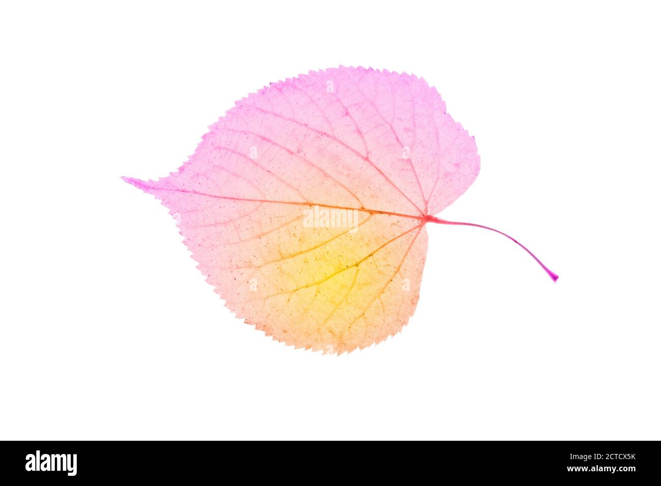 beautiful colored leaf isolated on white background Stock Photo - Alamy