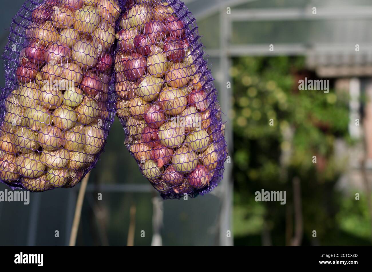 Natural onions in nets hi-res stock photography and images - Alamy