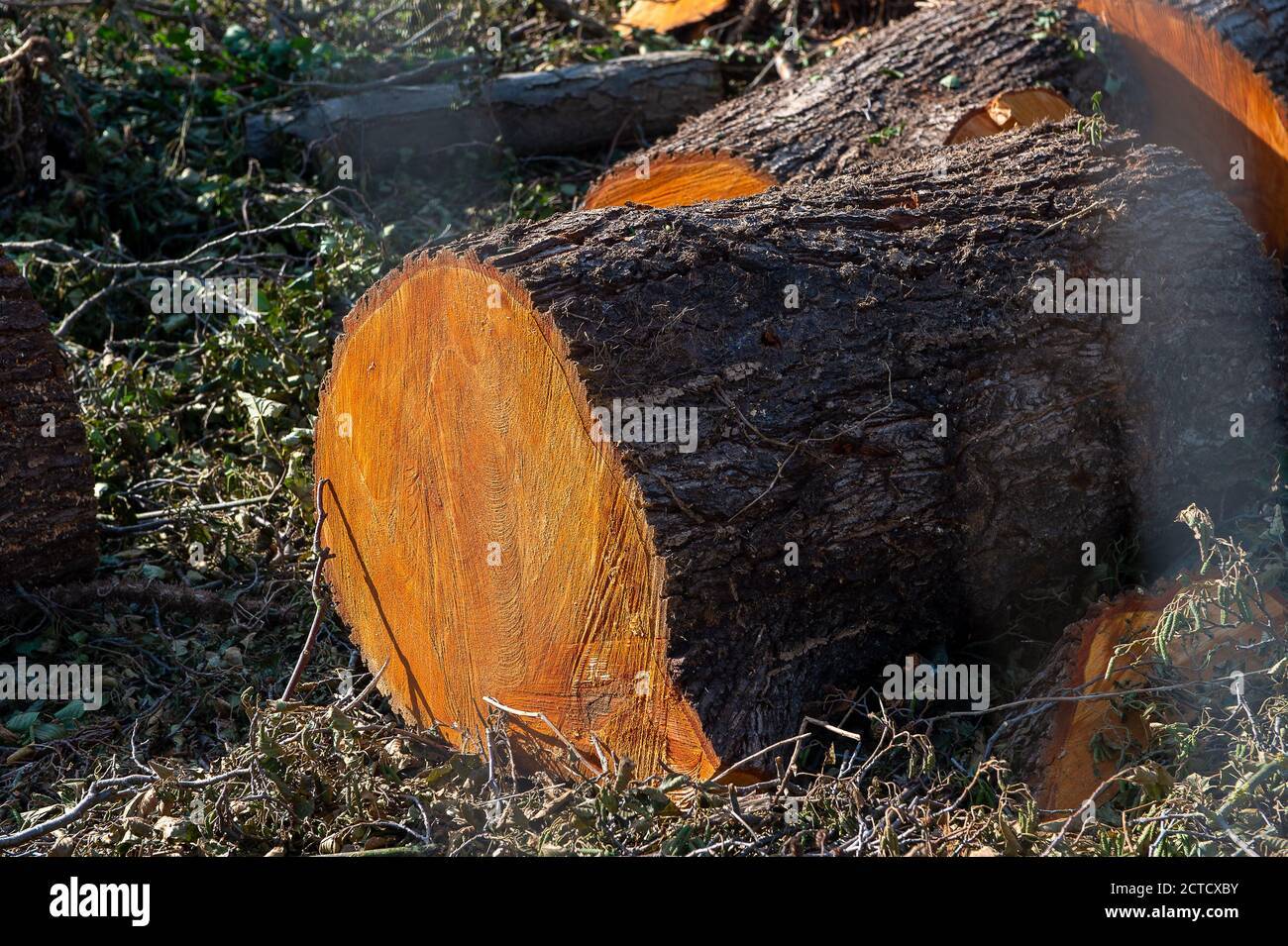 Harefield, Middlesex, UK. 21st September, 2020. Stop HS2 tree ...