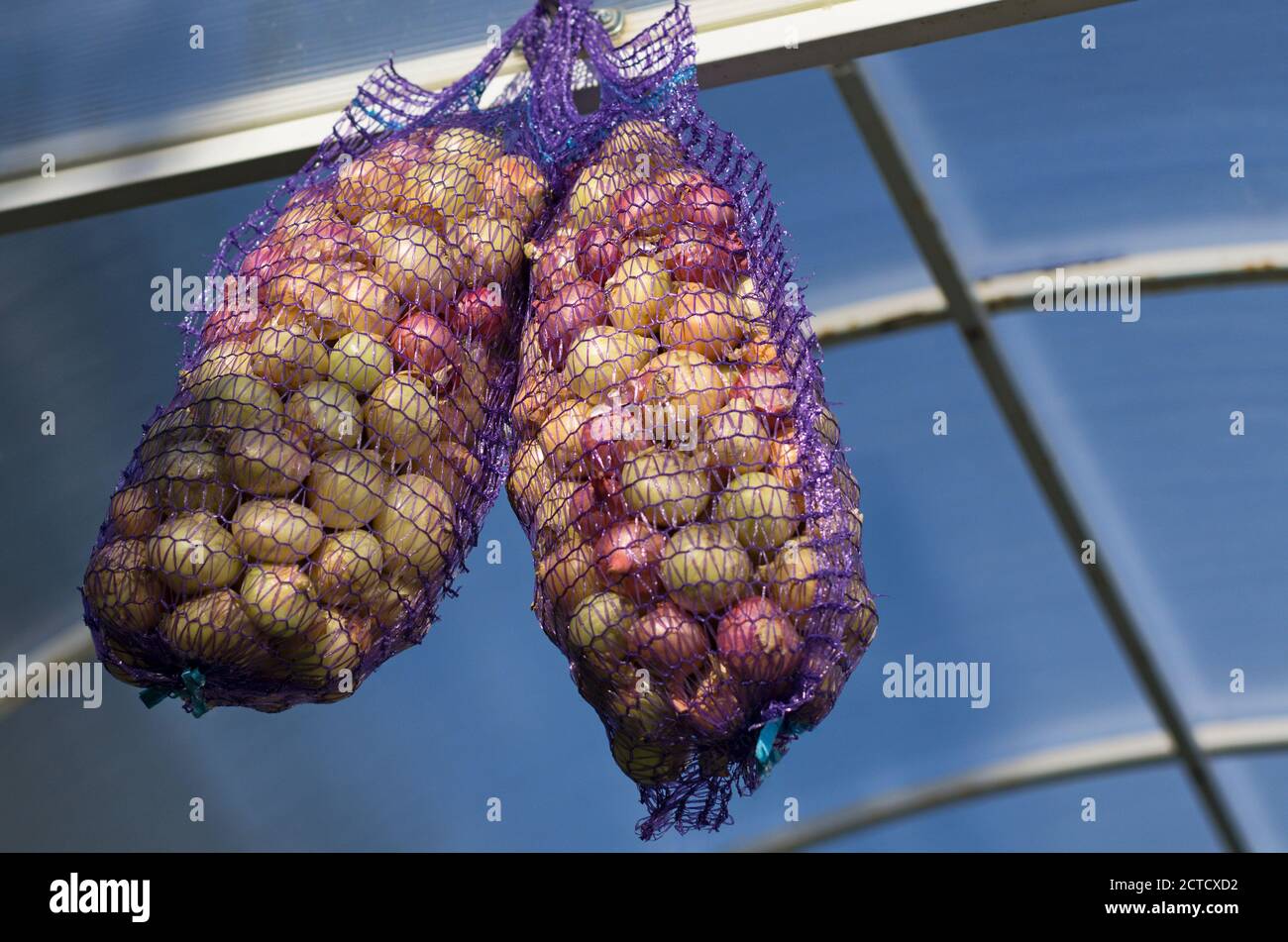 Onion harvest hi-res stock photography and images - Alamy
