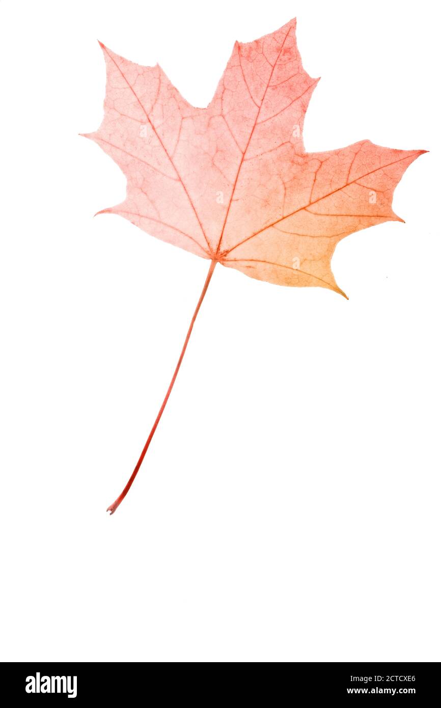 beautiful colored leaf isolated on white background Stock Photo - Alamy