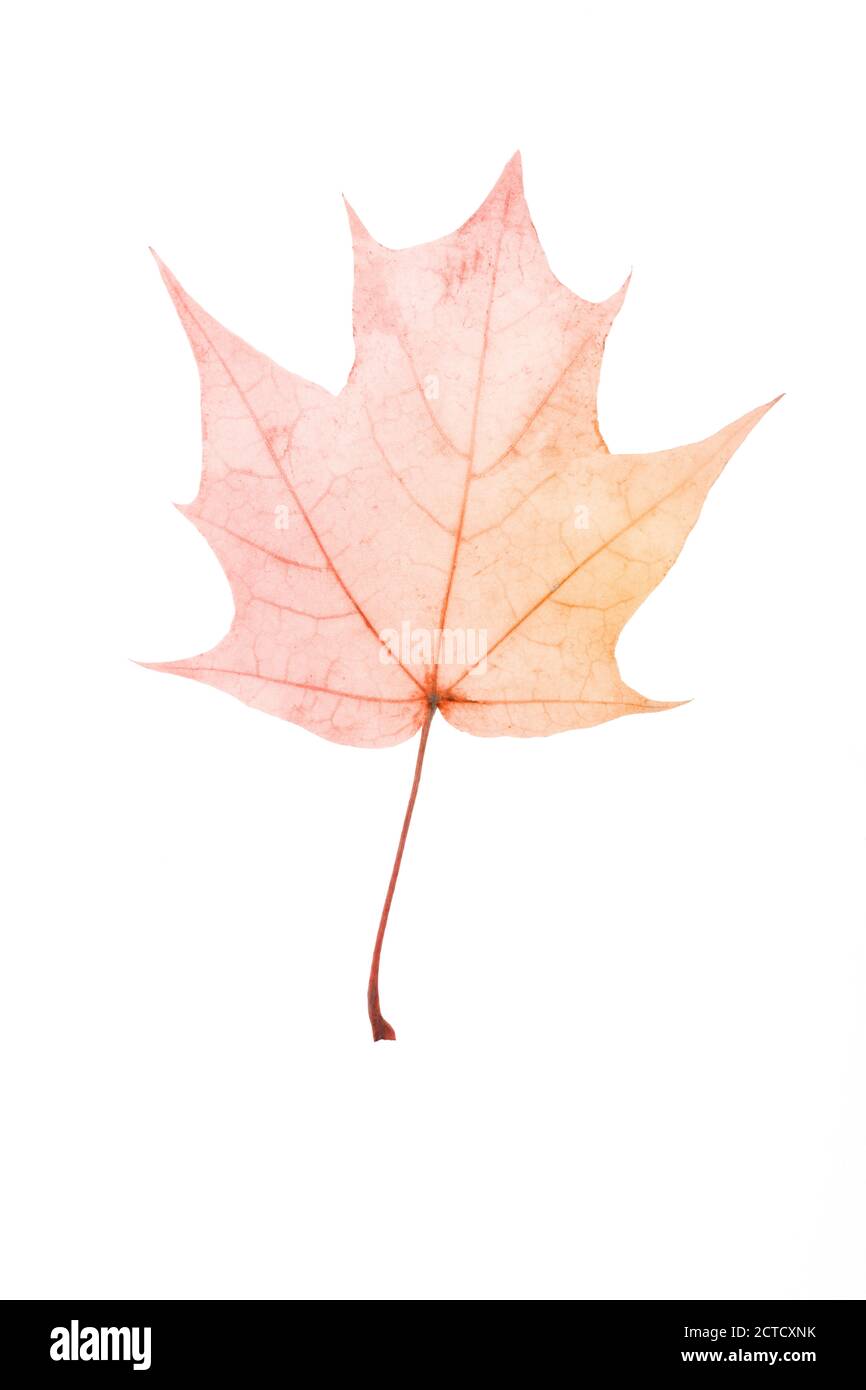 beautiful colored leaf isolated on white background Stock Photo - Alamy