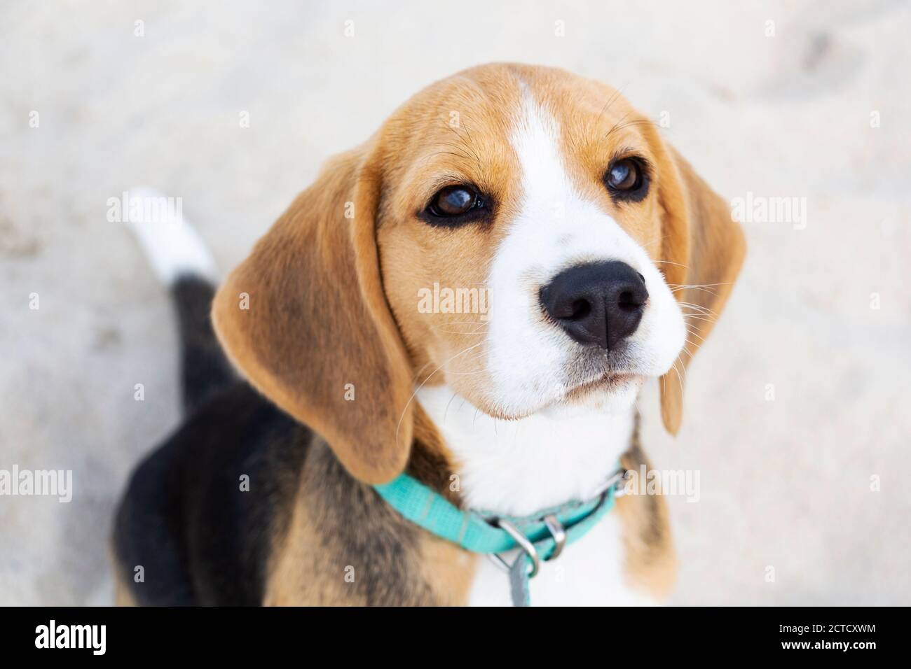 Sad beagle puppy hi-res stock photography and images - Alamy