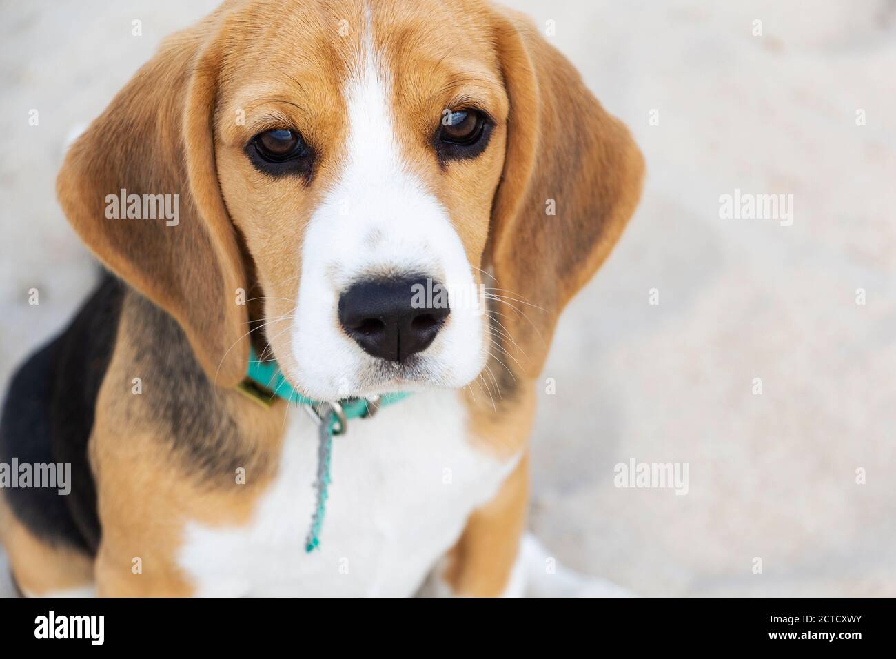 little cute tricolor Beagle puppy, sad look Stock Photo - Alamy