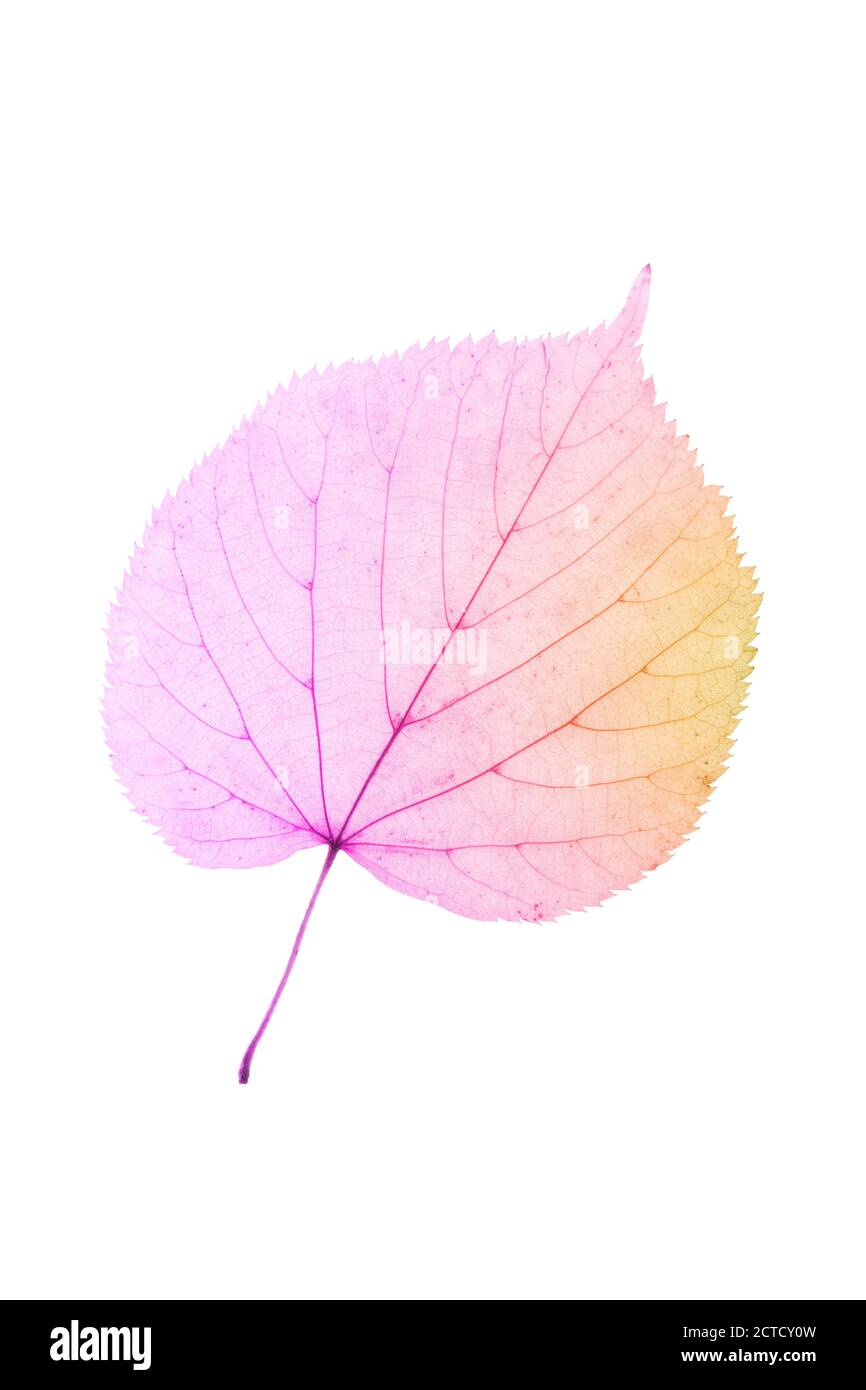 beautiful colored leaf isolated on white background Stock Photo - Alamy