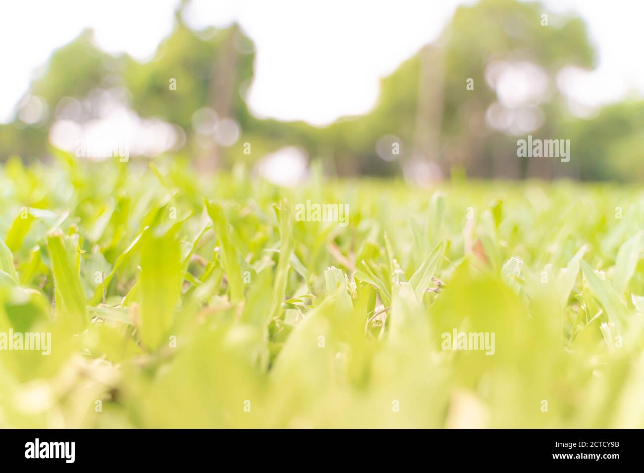 A meadow in the morning, makes people feel hopeful and full of tranquil ...