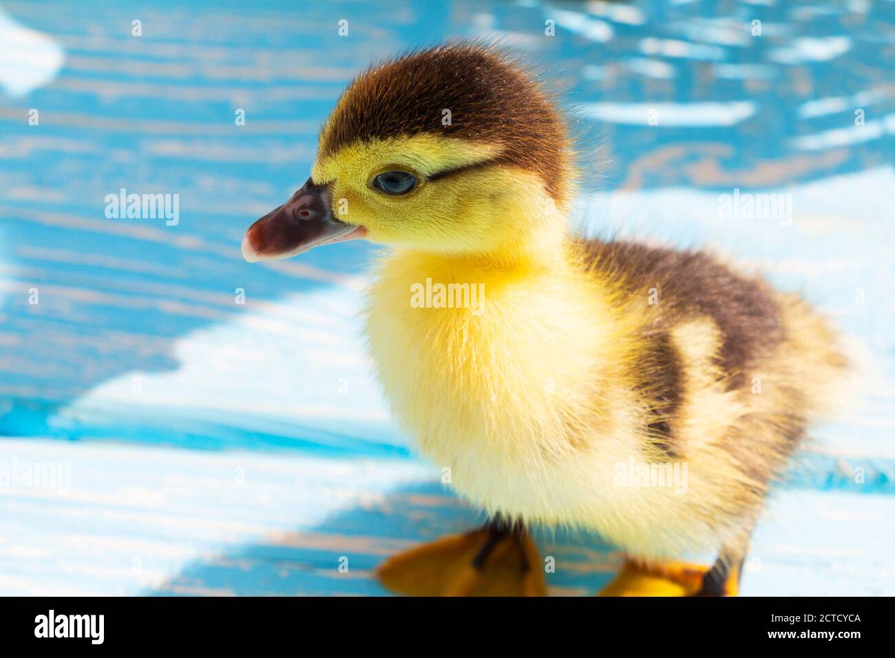 A newly hatched duckling. On a light background Stock Photo - Alamy