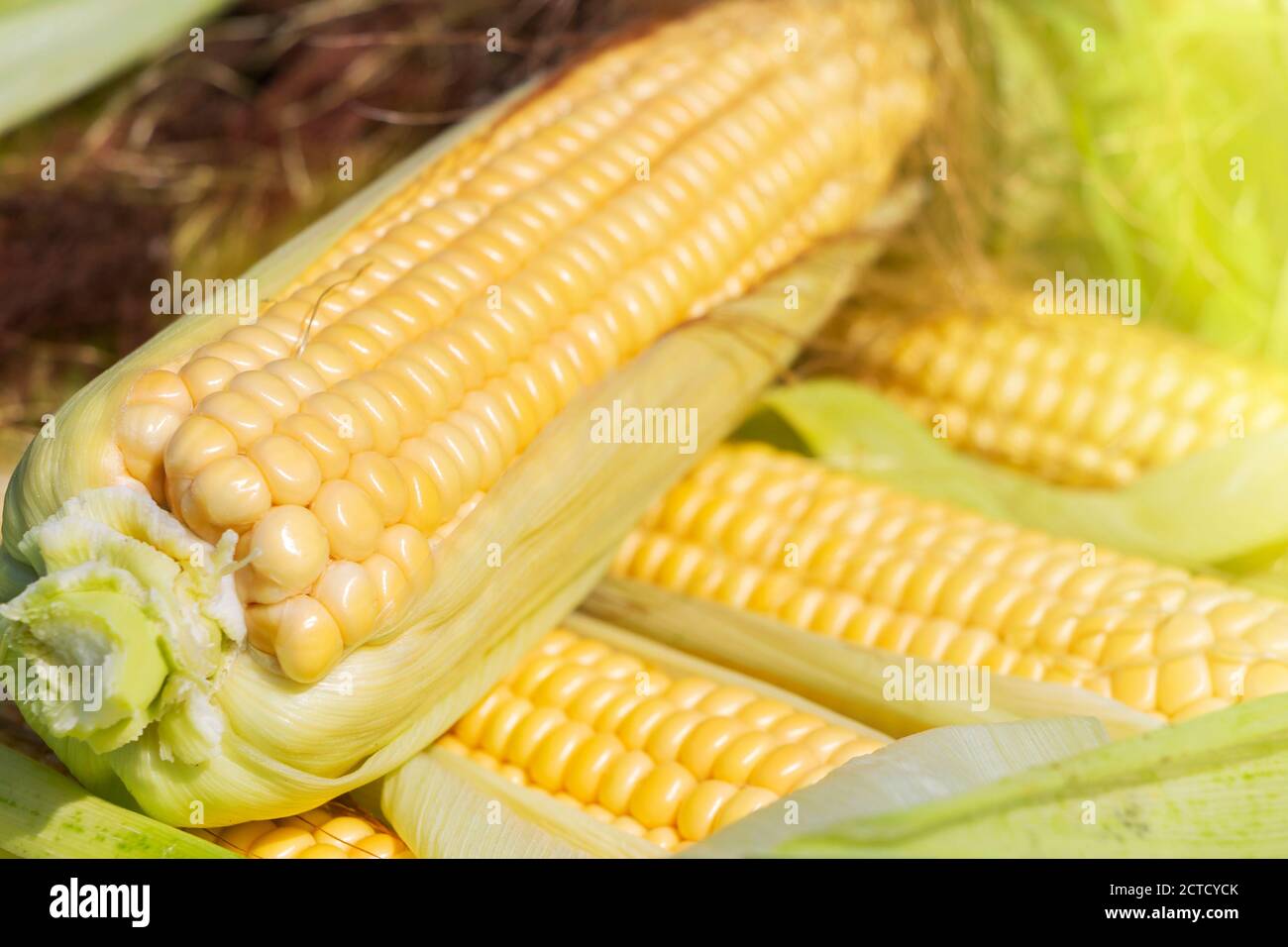 Leaf corn hi-res stock photography and images - Alamy