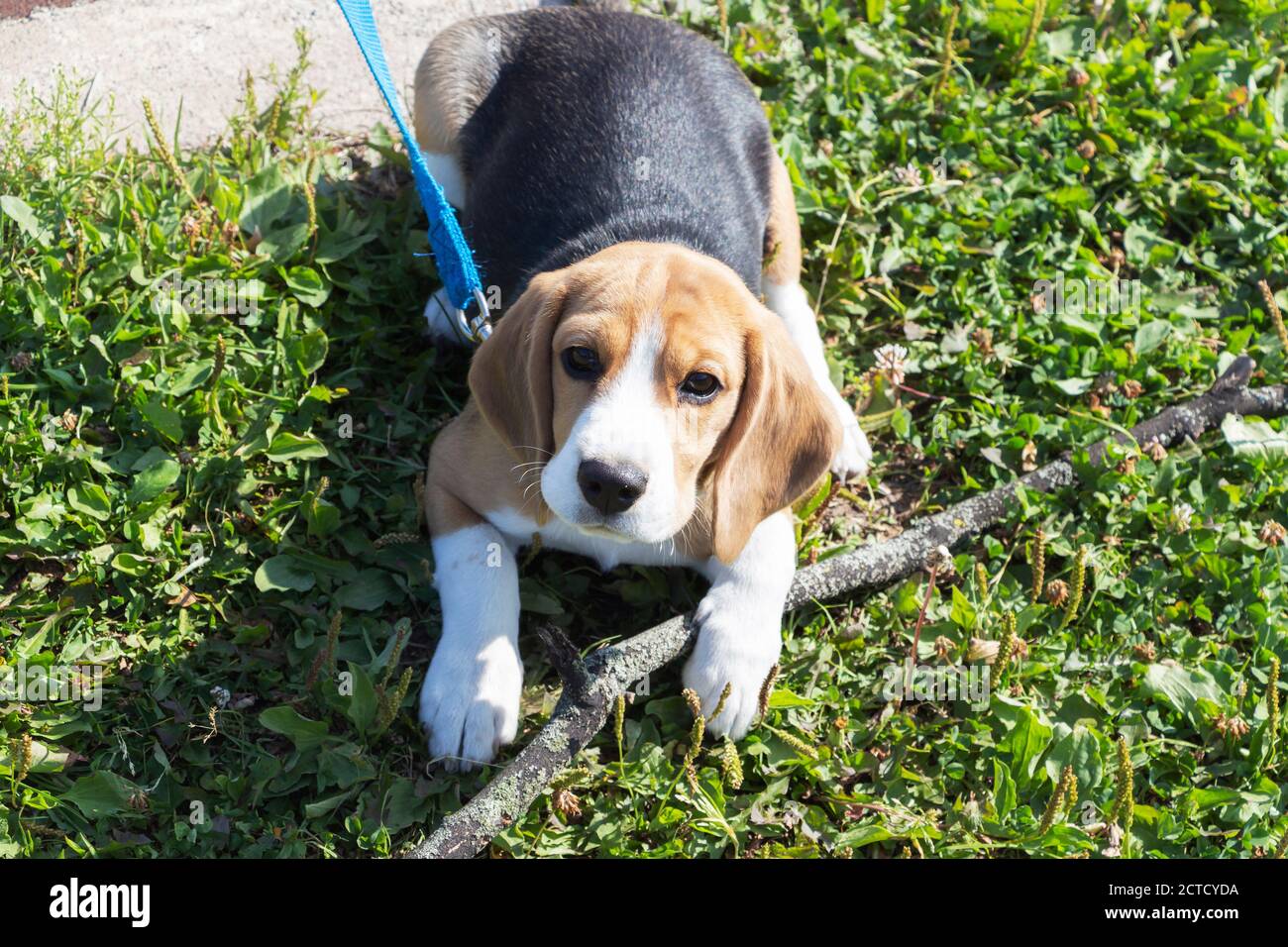 little cute tricolor Beagle puppy, sad look Stock Photo - Alamy