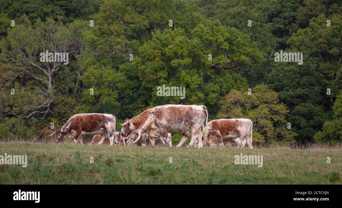 Knepp Estate Rewilding project - free roaming cattle Stock Photo - Alamy
