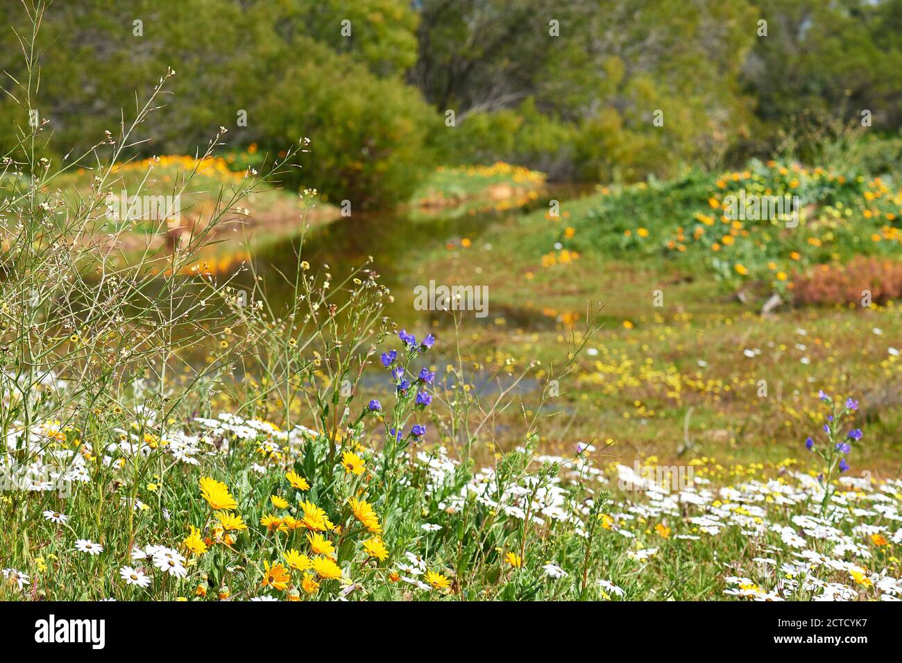Cape weed hi-res stock photography and images - Alamy