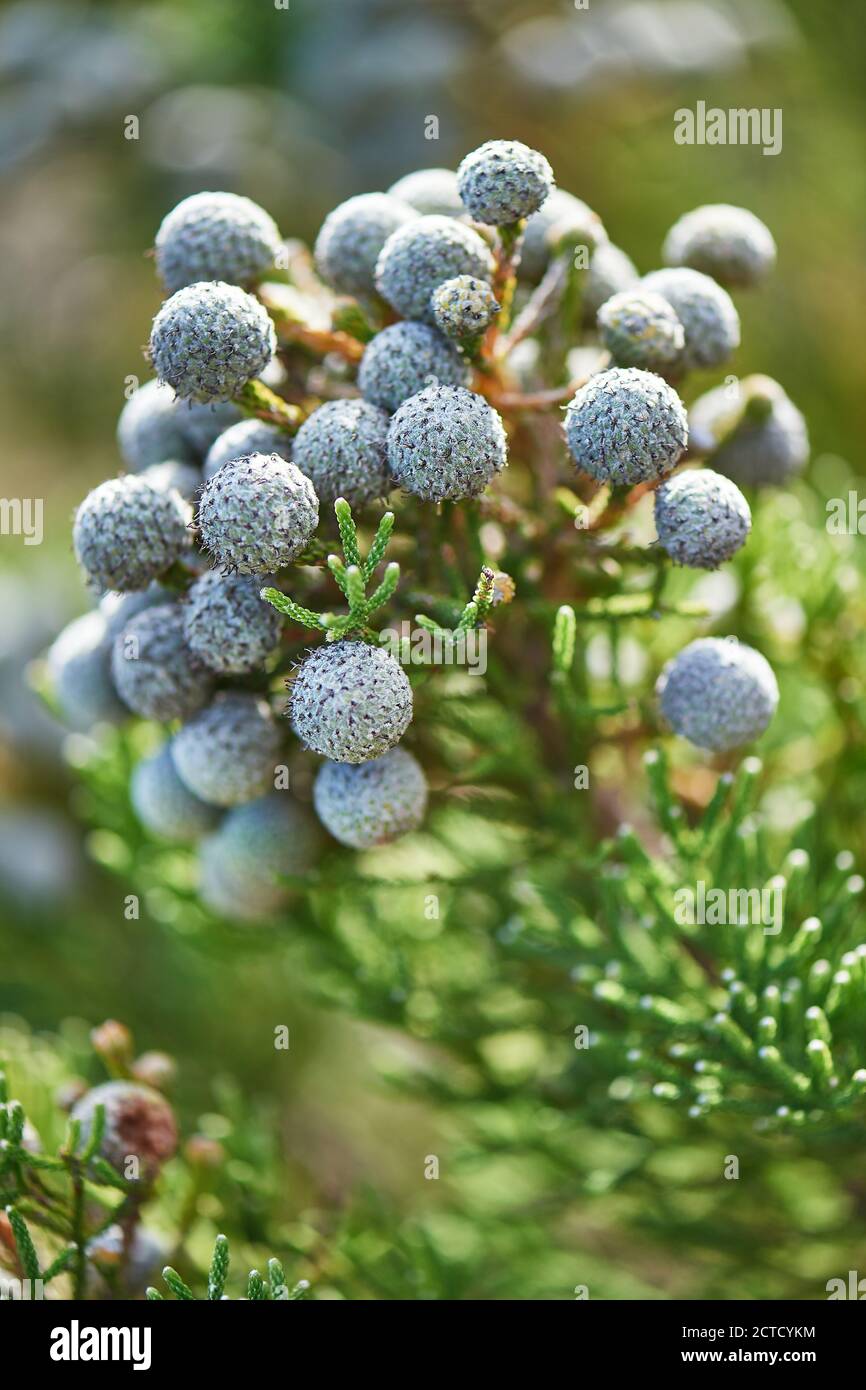 Common brunia hi-res stock photography and images - Alamy