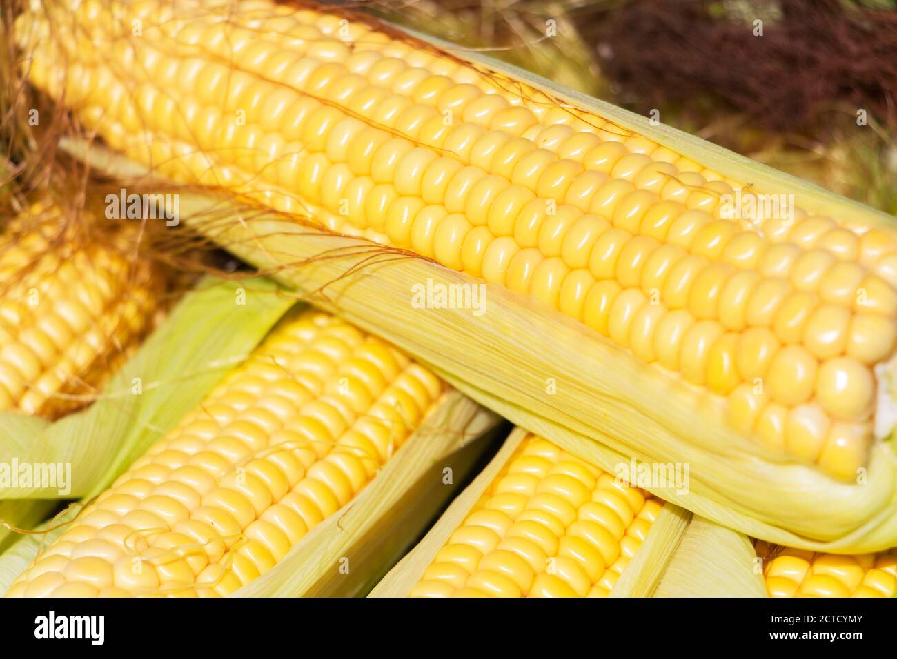 Leaf corn hi-res stock photography and images - Alamy