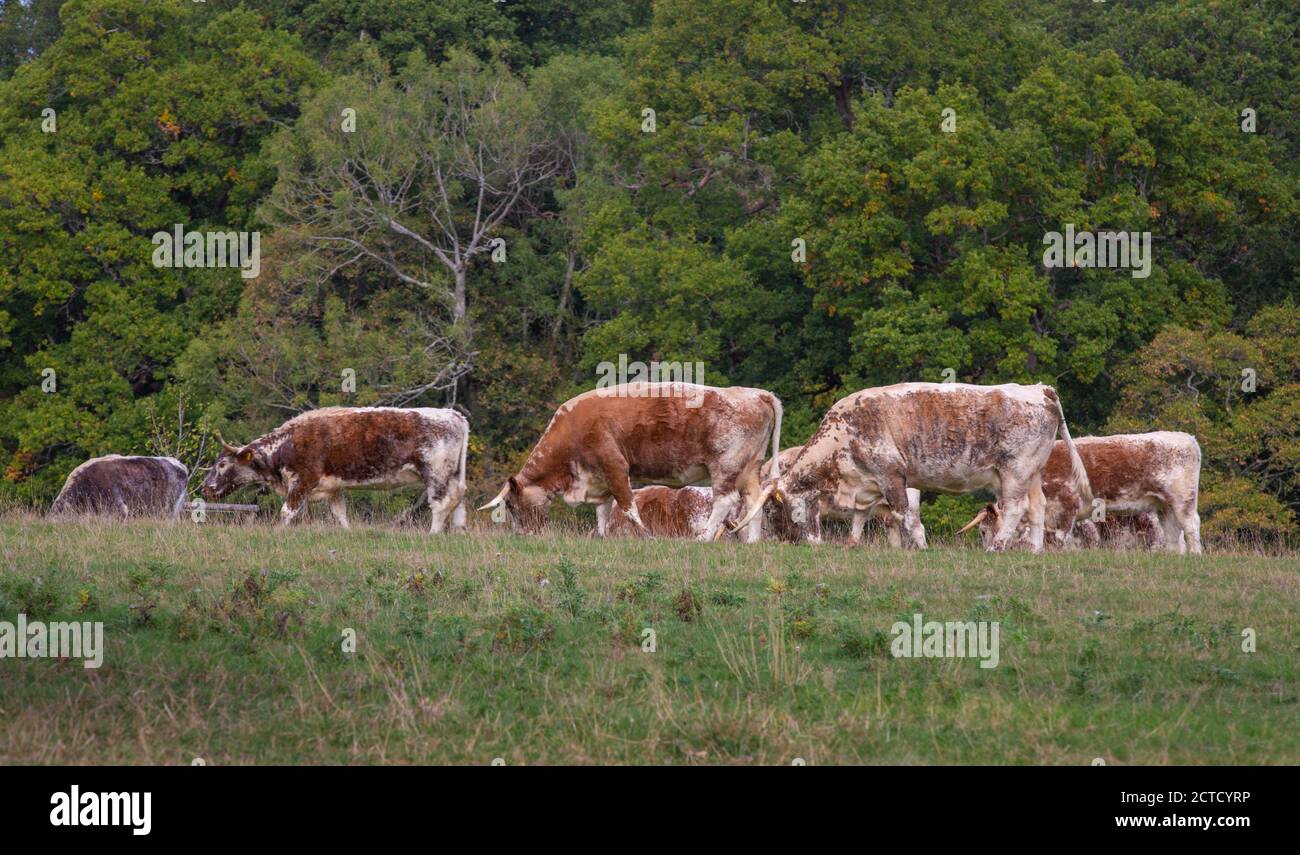 Knepp Estate Rewilding project - free roaming wild deer Stock Photo - Alamy