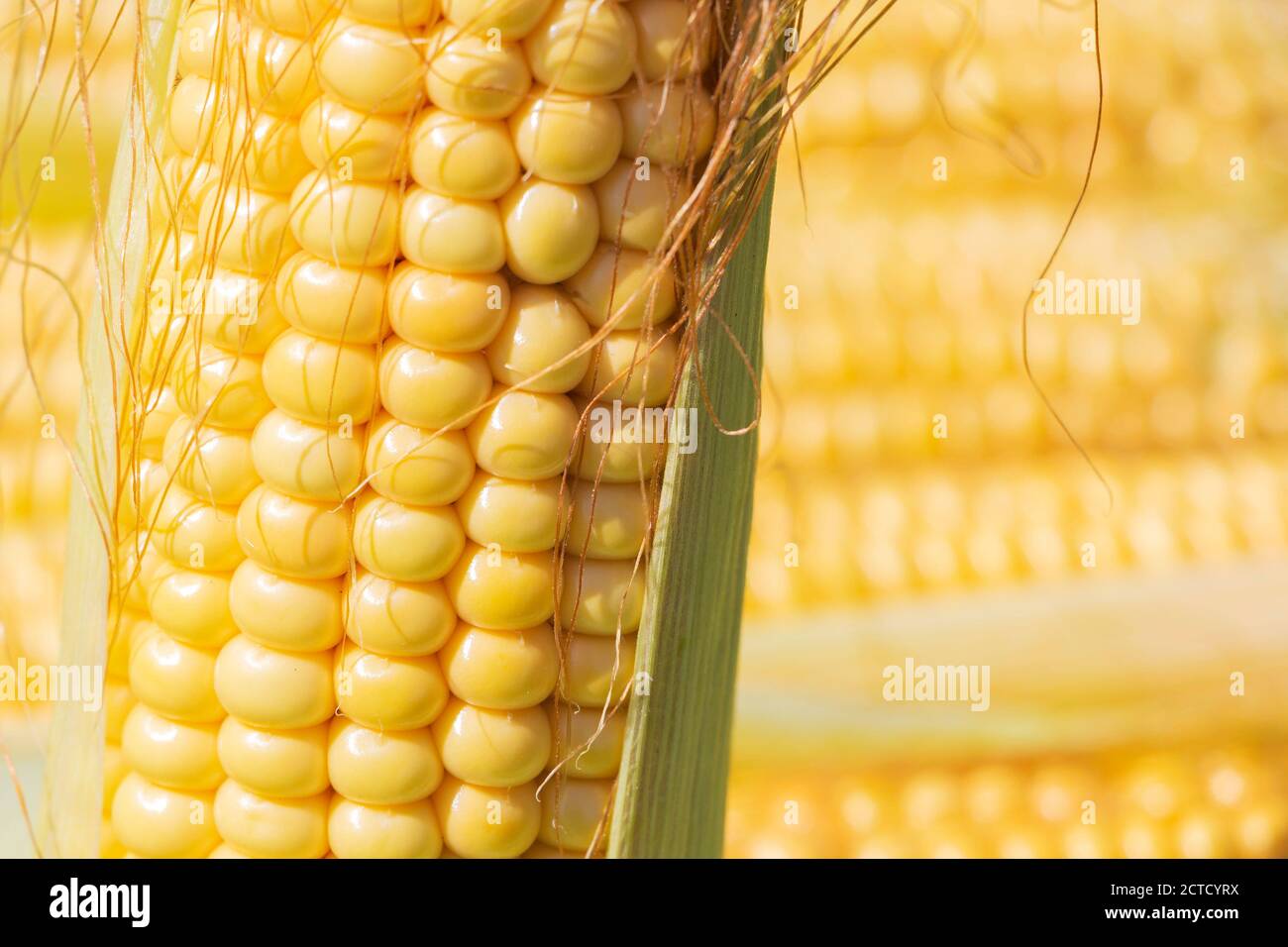 Corn stalk fuel hi-res stock photography and images - Alamy