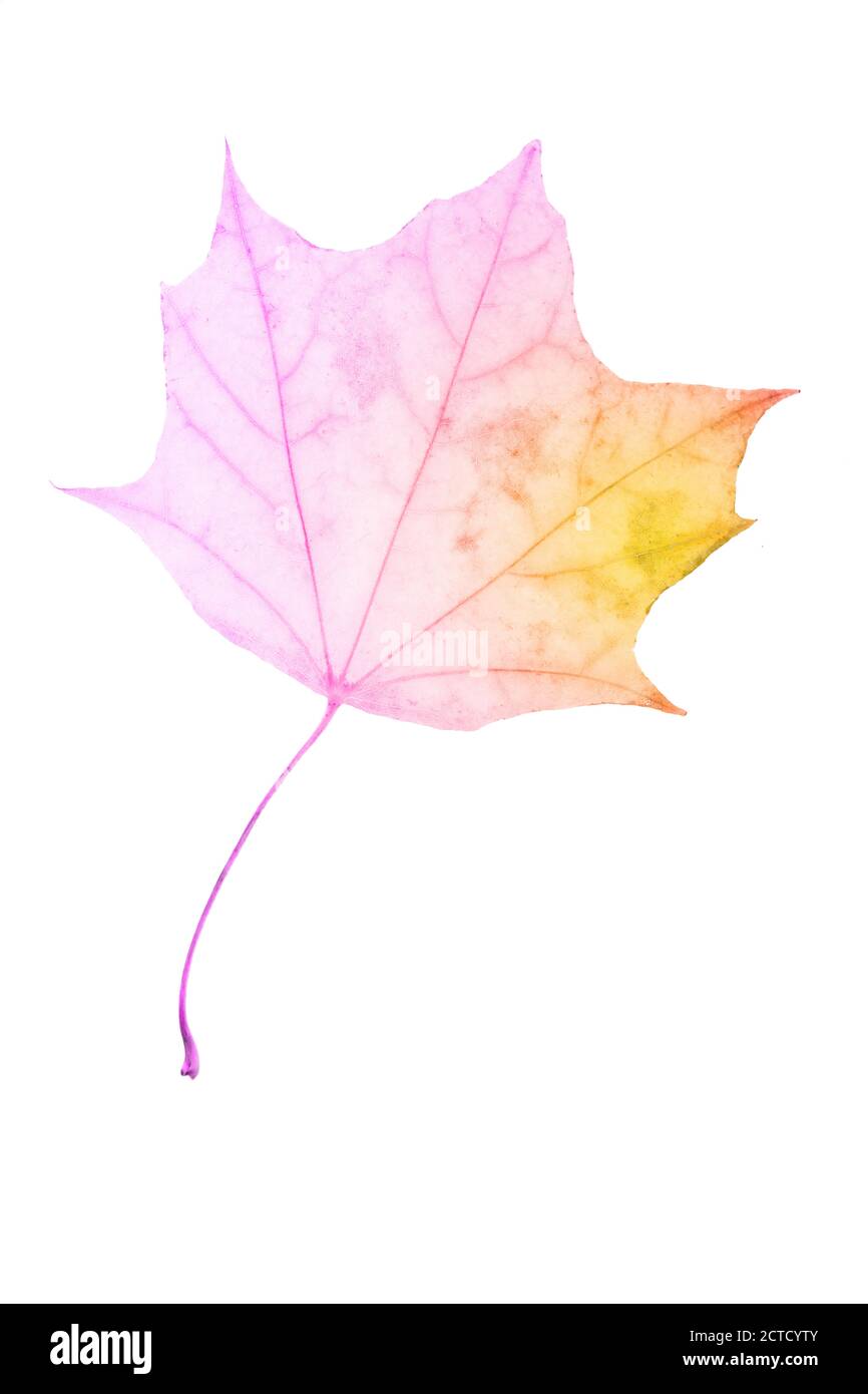 beautiful colored leaf isolated on white background Stock Photo - Alamy