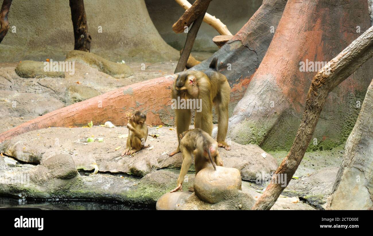 Family of monkeys having fun in the zoo Stock Photo - Alamy