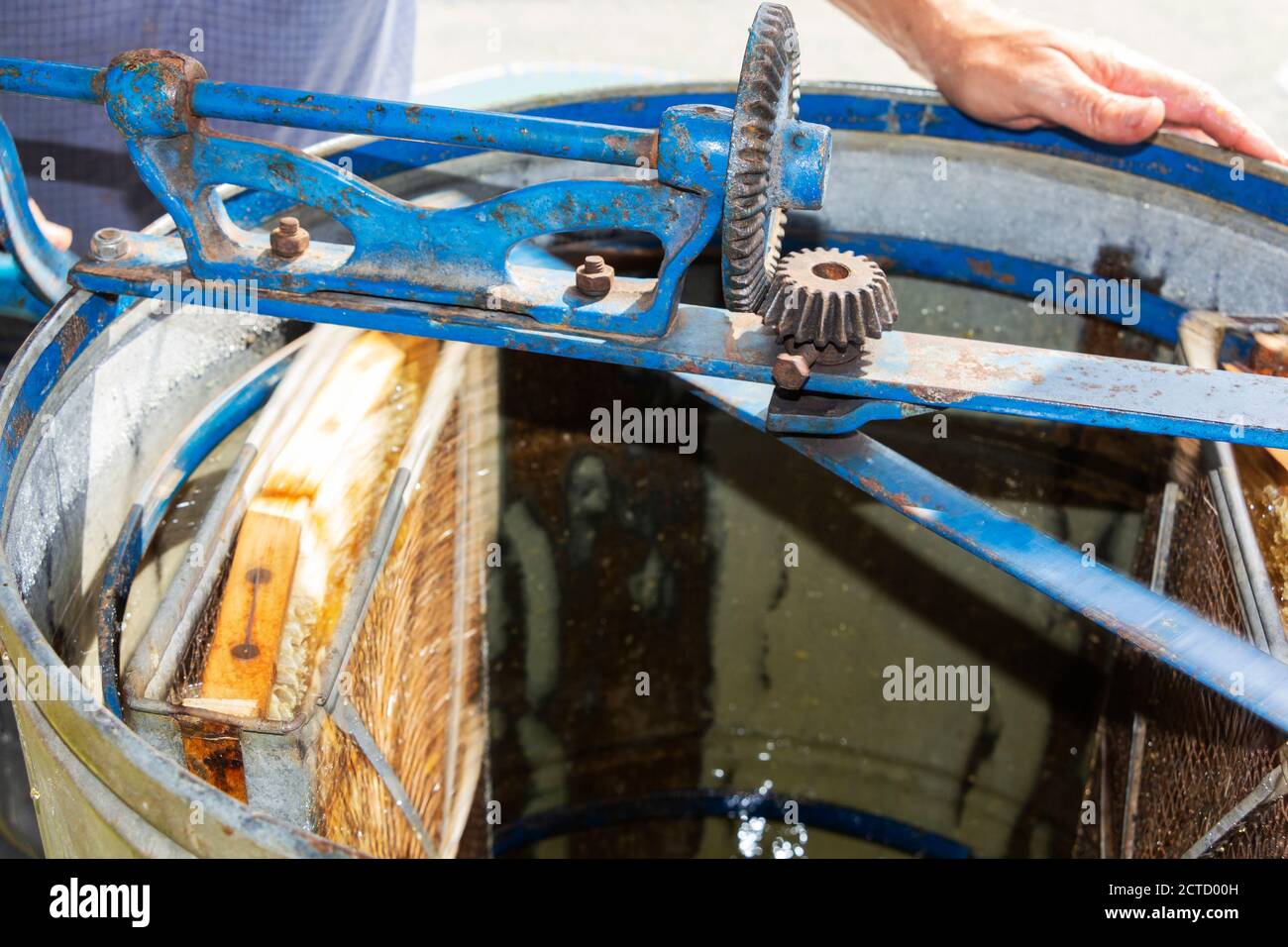 The production of honey from the honeycomb. natural honey dripping. An ...