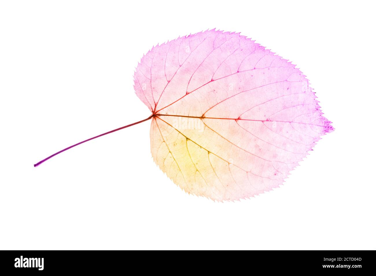 beautiful colored leaf isolated on white background Stock Photo - Alamy