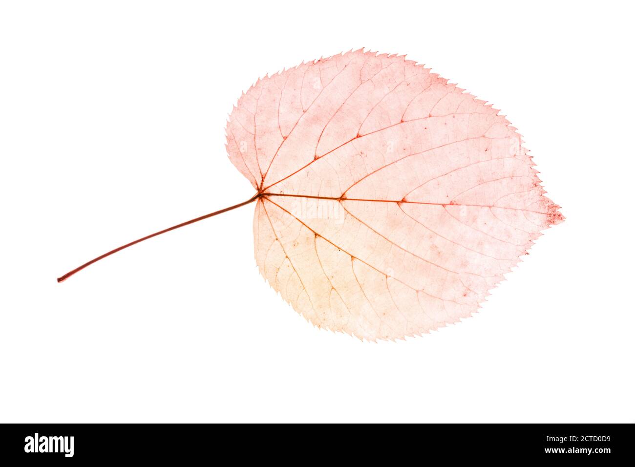 beautiful colored leaf isolated on white background Stock Photo - Alamy