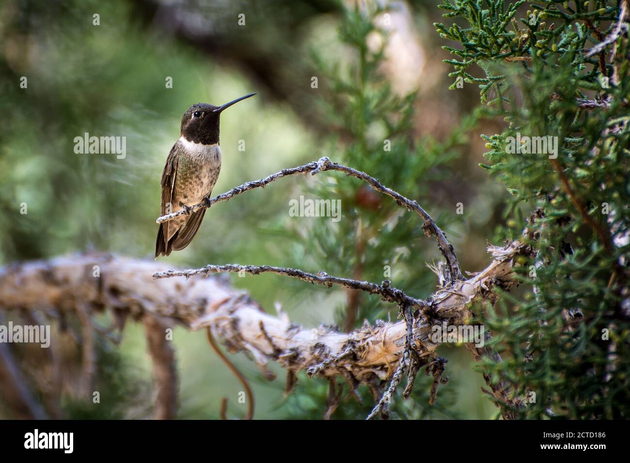 Humming bird on a branch Stock Photo - Alamy