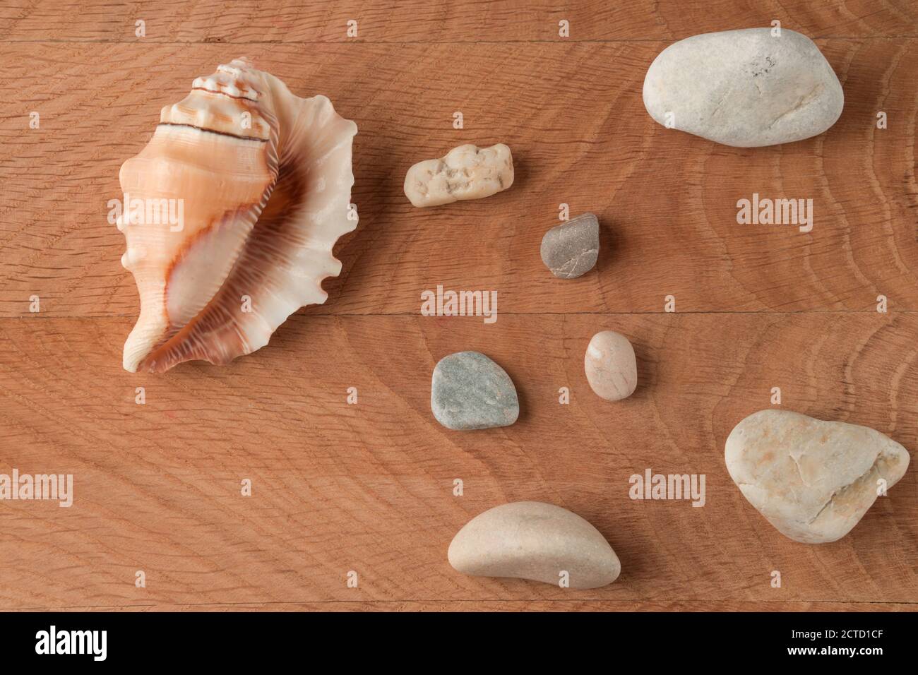 Various specimens of marine shells hi-res stock photography and images ...
