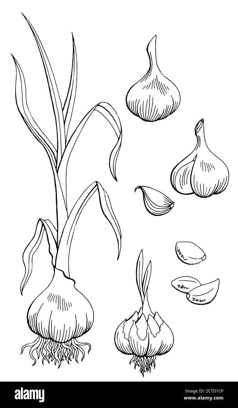Image garlic Stock Vector Images - Alamy